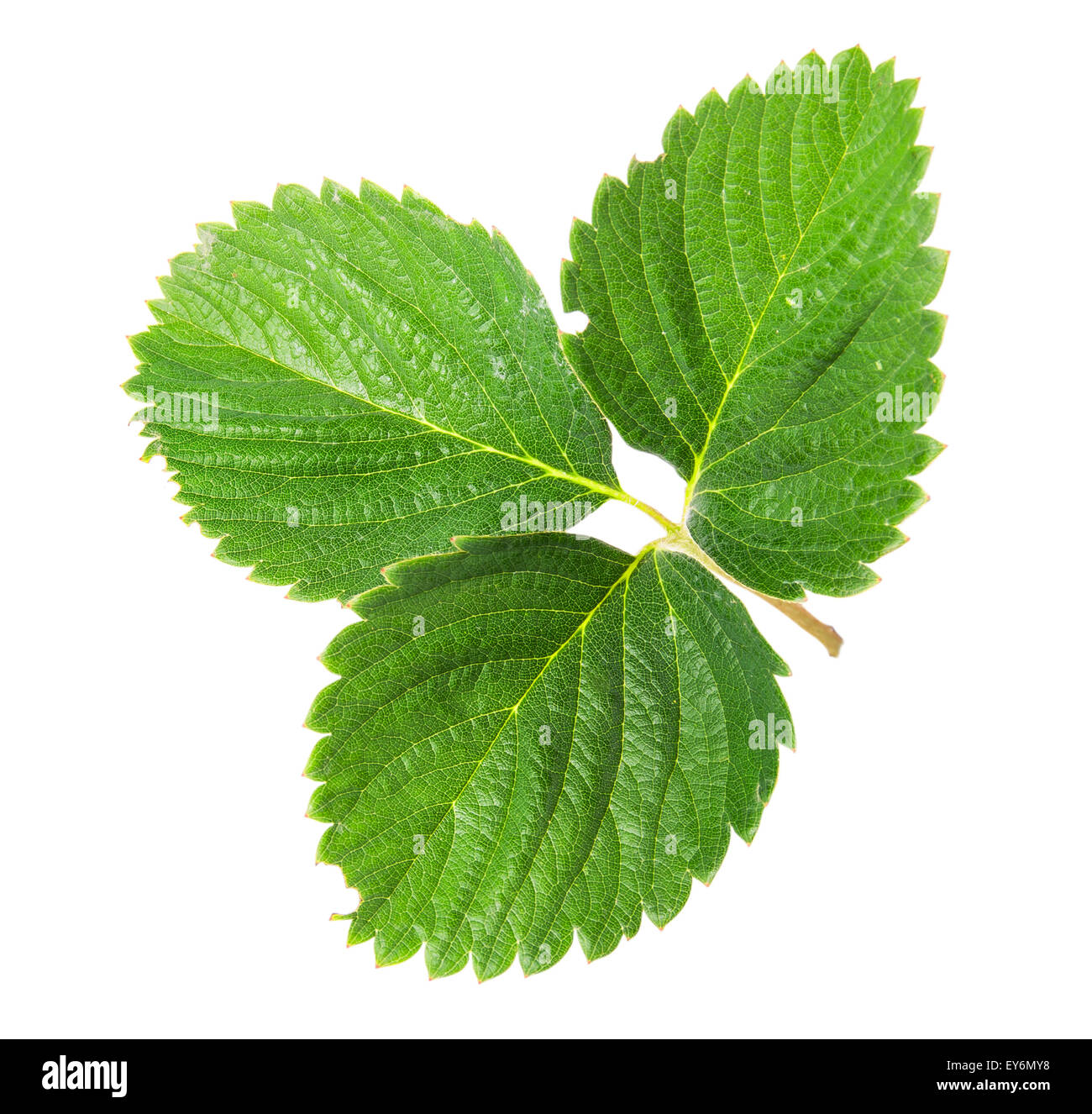 On top green strawberry leaf rotated isolated on white background Stock ...