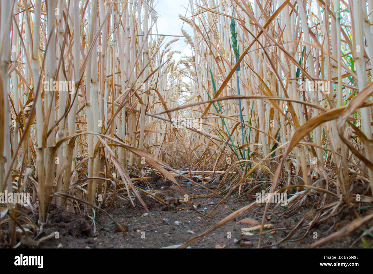 Dying corn plant hi-res stock photography and images - Alamy