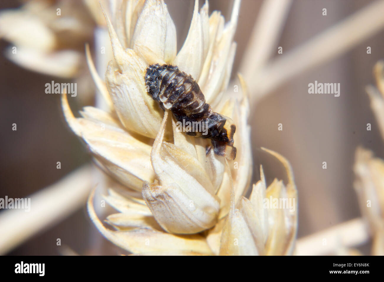 Crop Pest Stock Photos & Crop Pest Stock Images - Alamy