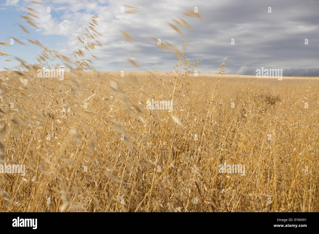 Summer field in England Stock Photo - Alamy