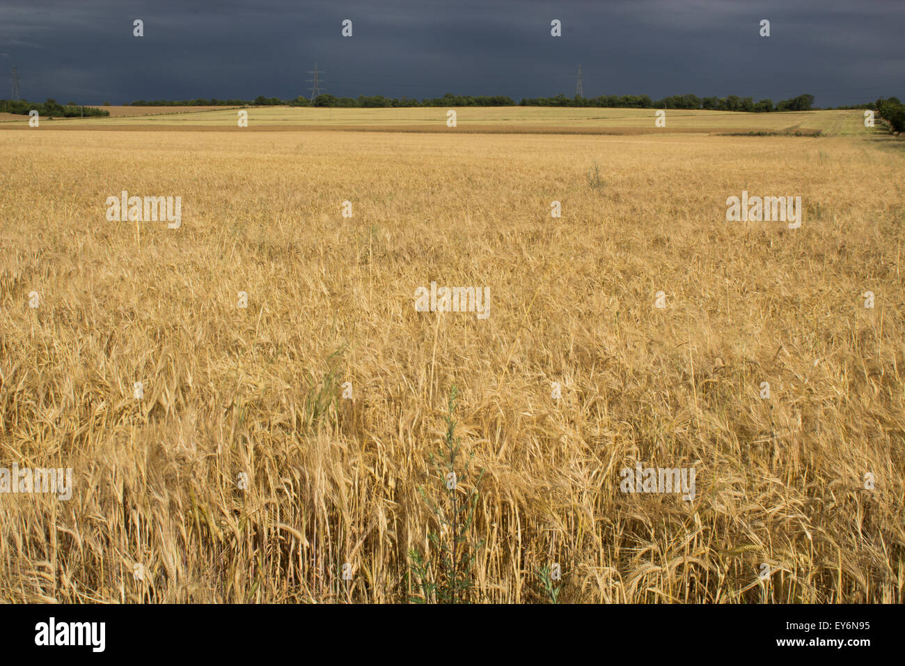 Golden field in Cambridgeshire Stock Photo - Alamy