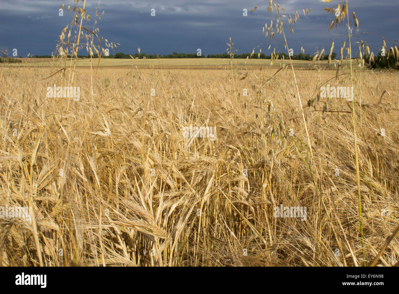 Golden field in Cambridgeshire Stock Photo - Alamy