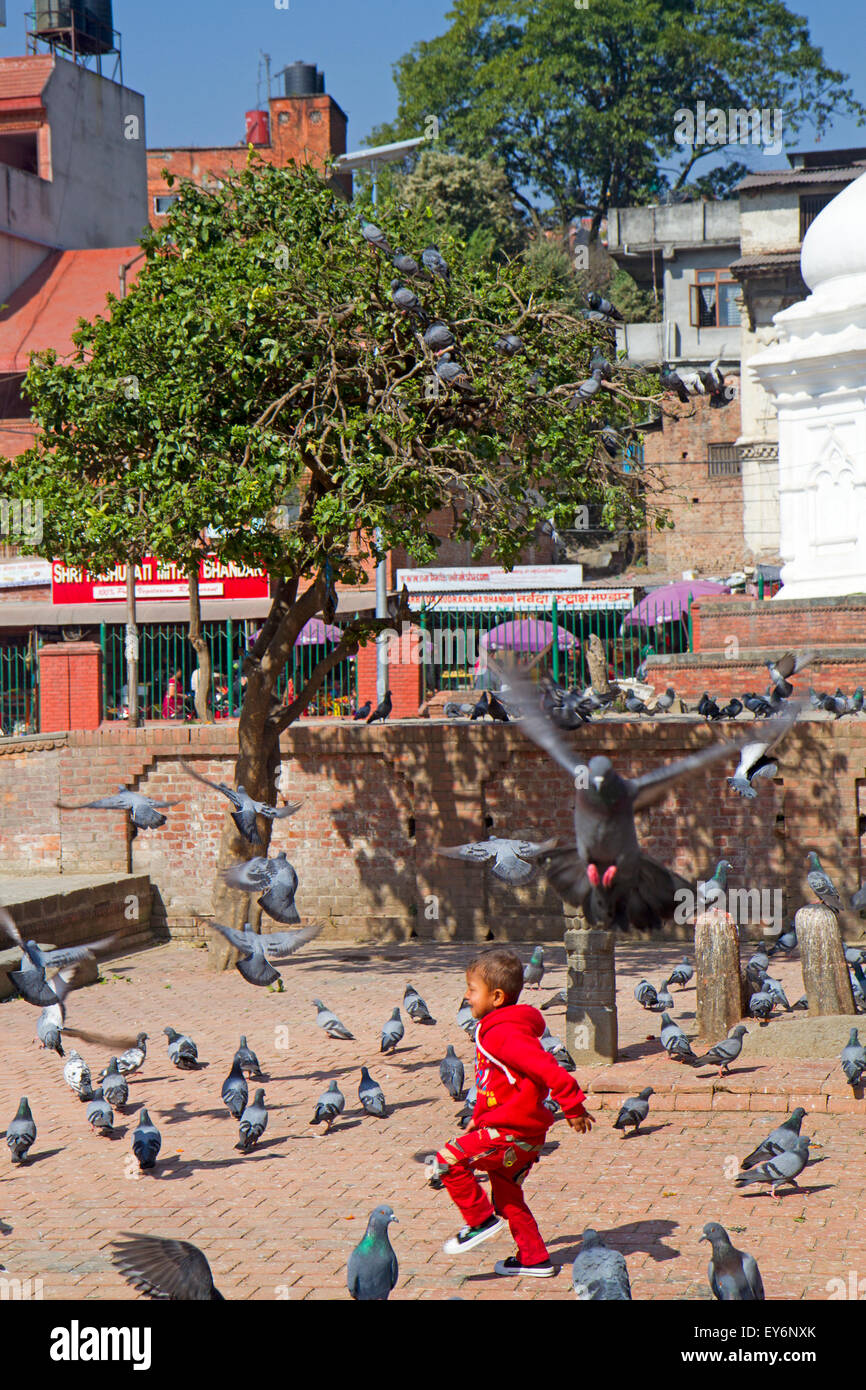 Chasing pigeons at Pashupatinath Temple in Kathmandu Stock Photo - Alamy