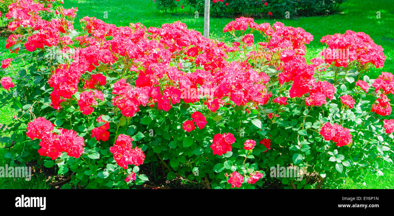 Roses garden bed hi-res stock photography and images - Alamy