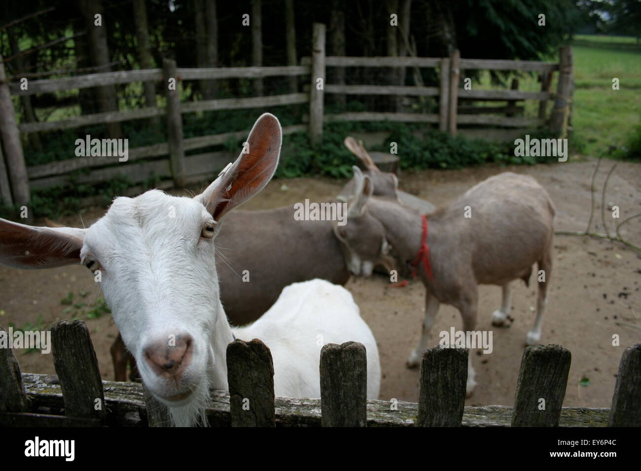Goat looking over fence hi-res stock photography and images - Alamy