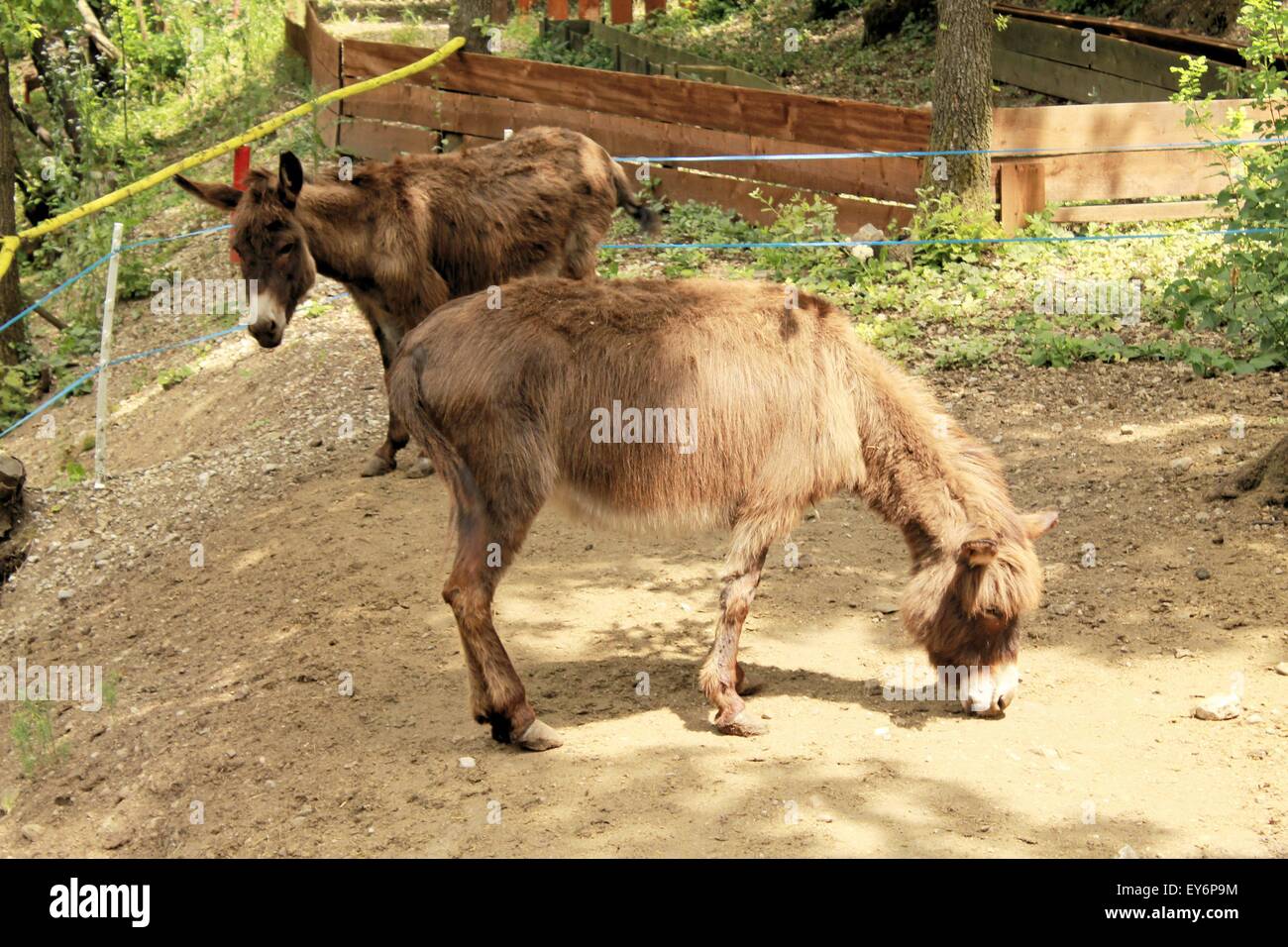 donkey in a fence of the farm Stock Photo - Alamy