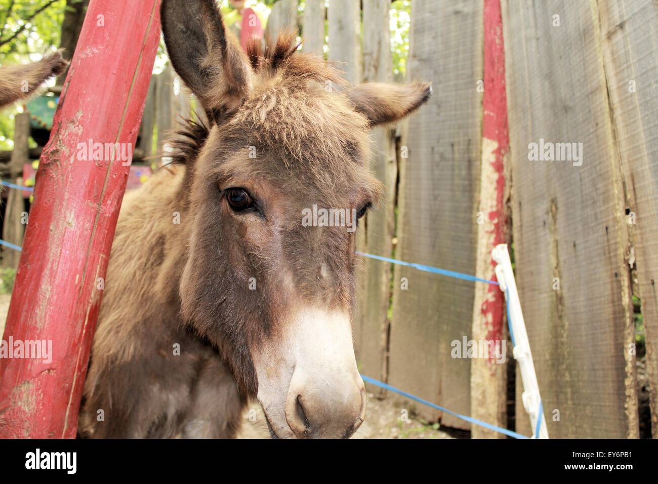 donkey in a fence of the farm Stock Photo - Alamy