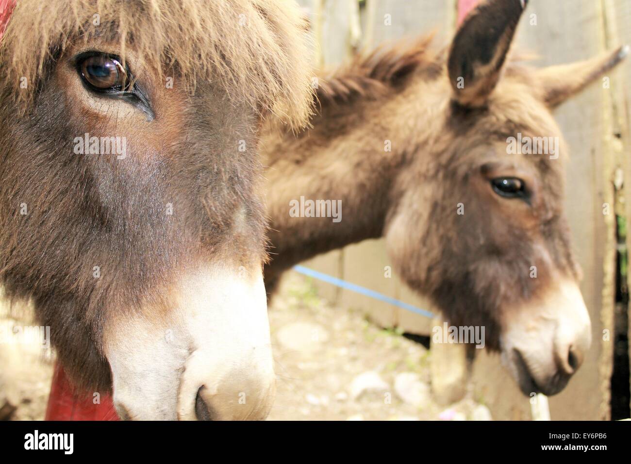 Stubborn donkey hi-res stock photography and images - Alamy