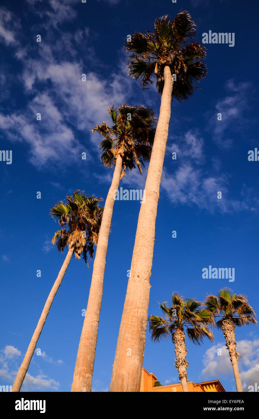 Green Palm Canarian Tree Stock Photo - Alamy