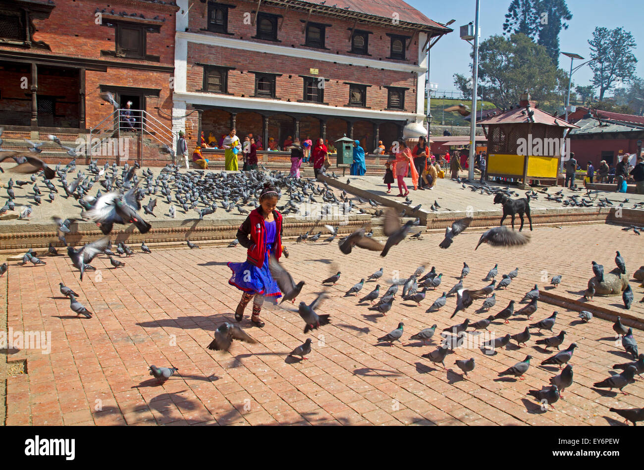 Chasing pigeons at Pashupatinath Temple in Kathmandu Stock Photo - Alamy