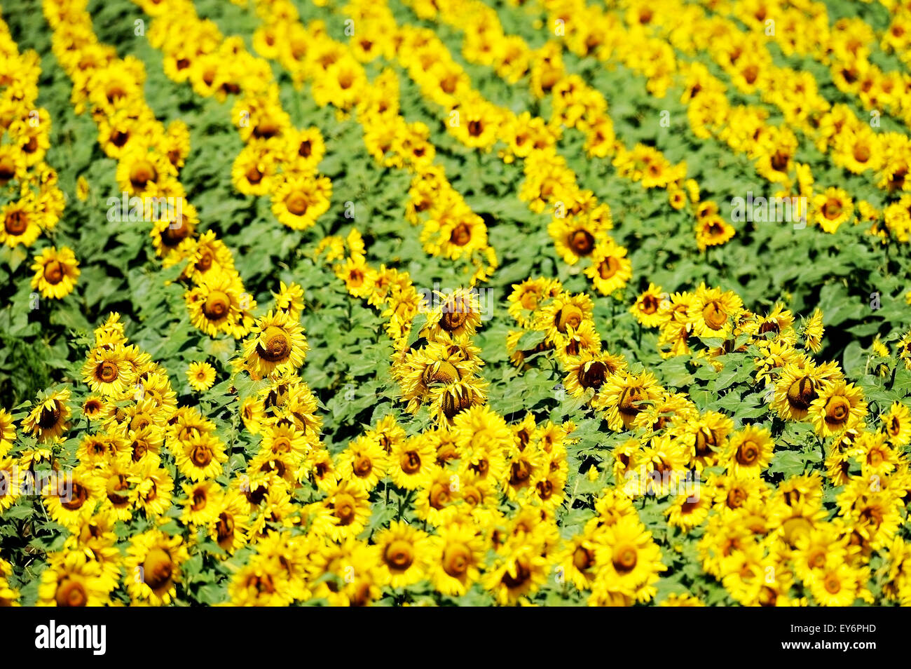 Rows of sunflowers on a sunflower field in july Stock Photo - Alamy