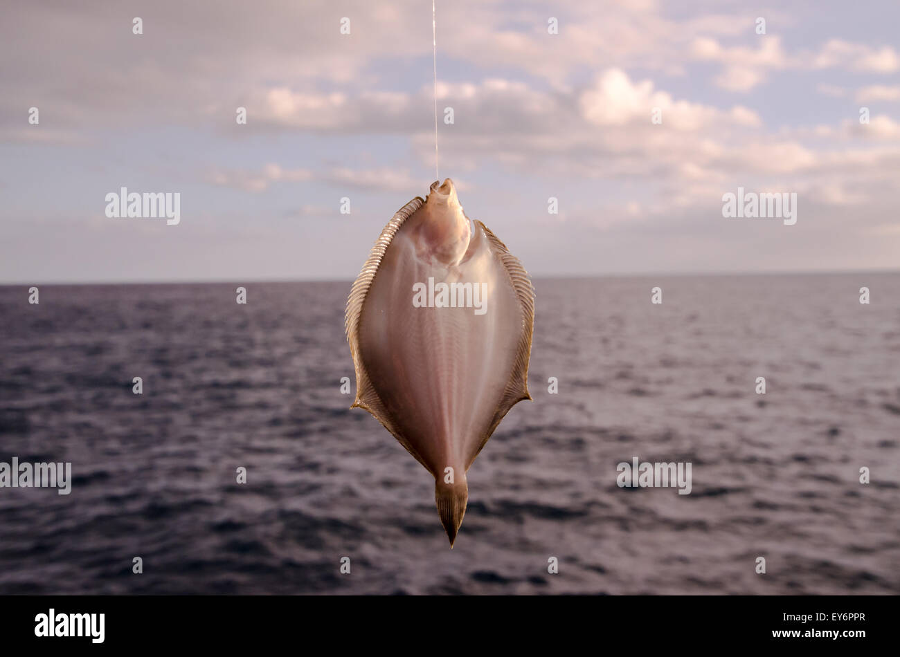 Whole Single Fresh Sole Fish Stock Photo - Alamy