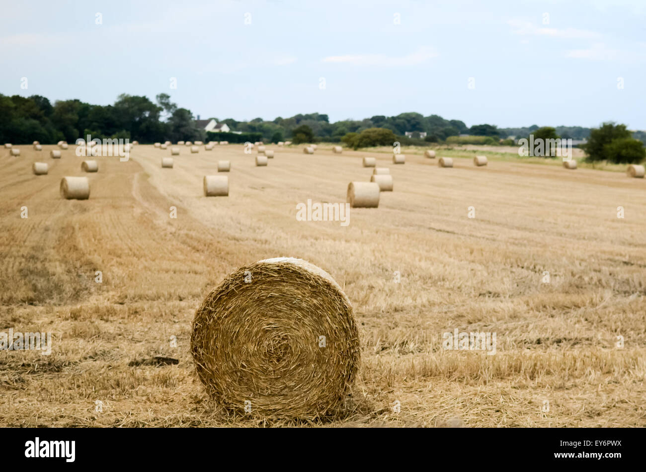 Golden hay bails whitburn hi-res stock photography and images - Alamy
