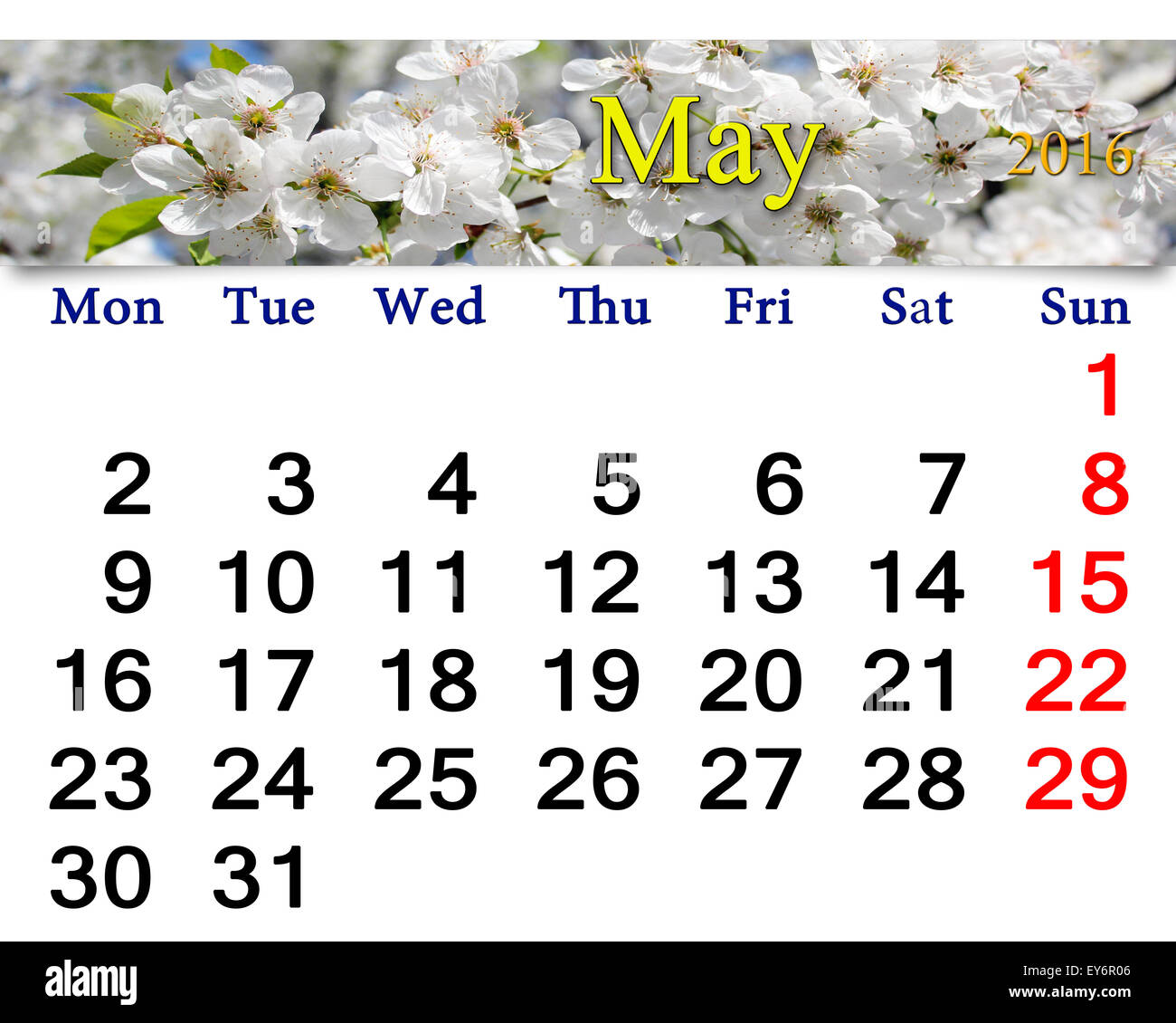 calendar for May 2016 with white blooming cherry Stock Photo - Alamy