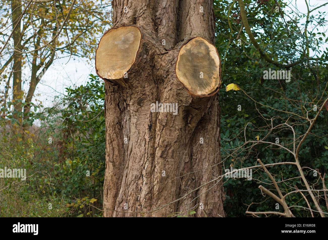 tree trunk with cut off branches Stock Photo - Alamy