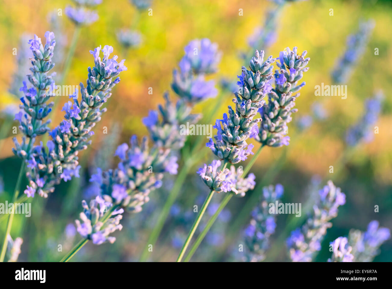 Sprigs of lavender closeup Stock Photo - Alamy