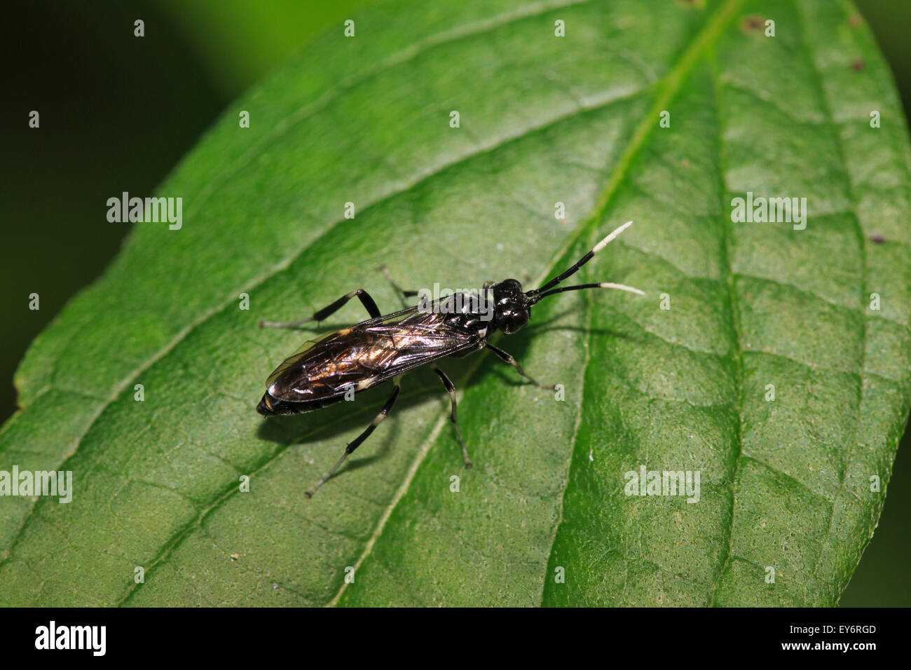 Common sawfly hi-res stock photography and images - Alamy