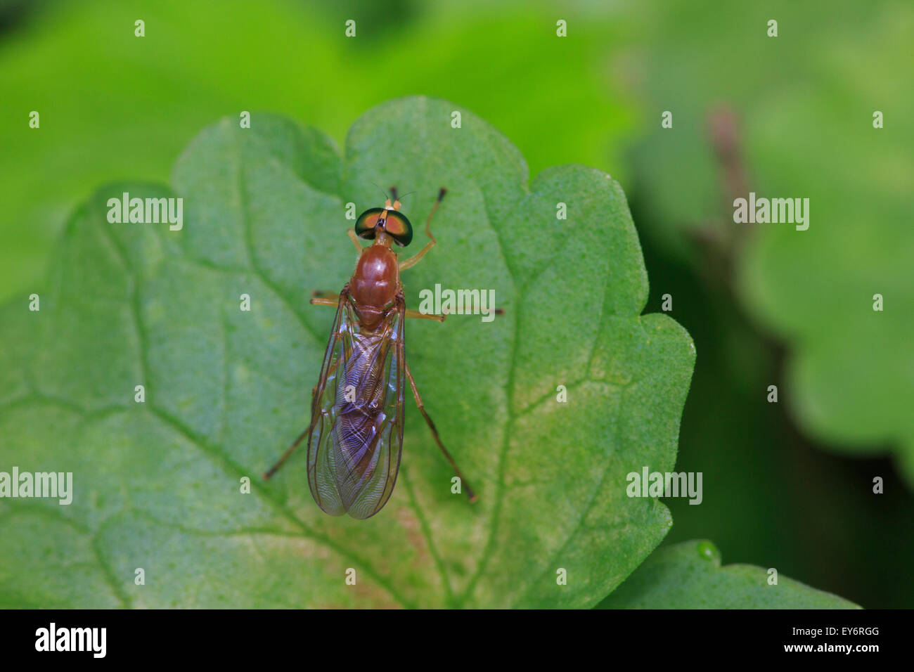 Fly (Ptecticus sp.) on leaf Stock Photo - Alamy