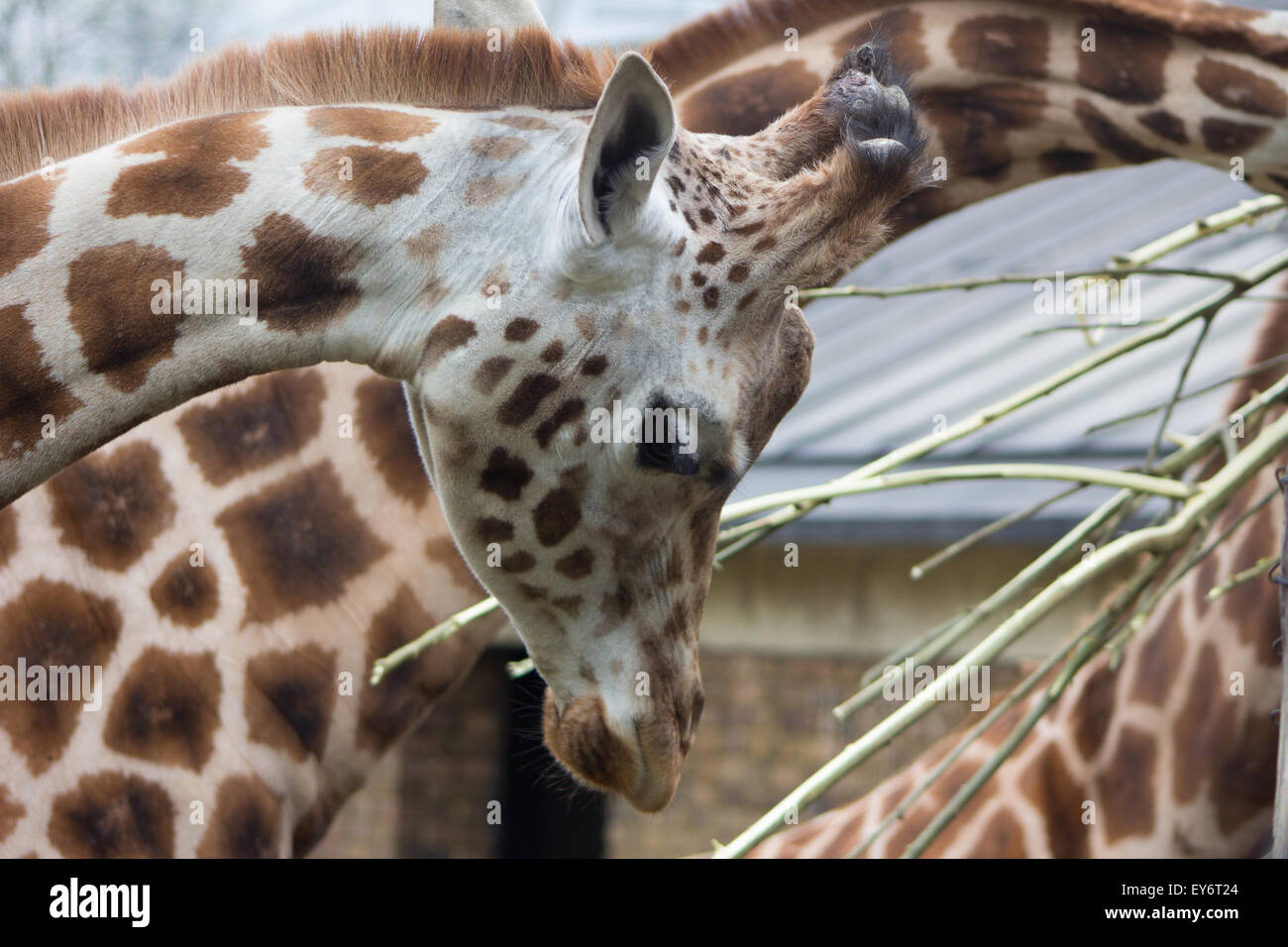 Giraffe london zoo hi-res stock photography and images - Alamy
