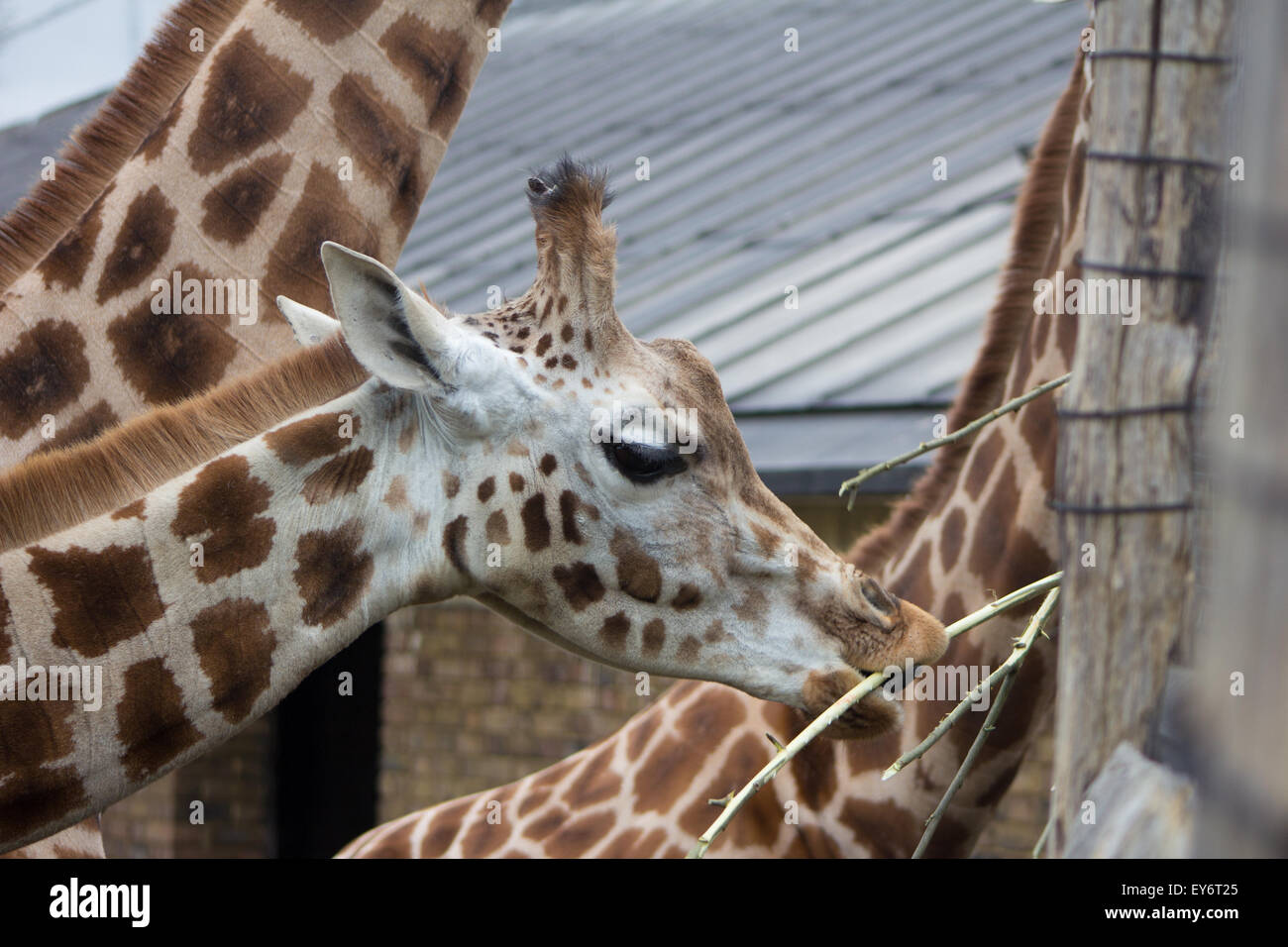 Young Giraffe Feeding Stock Photo - Alamy