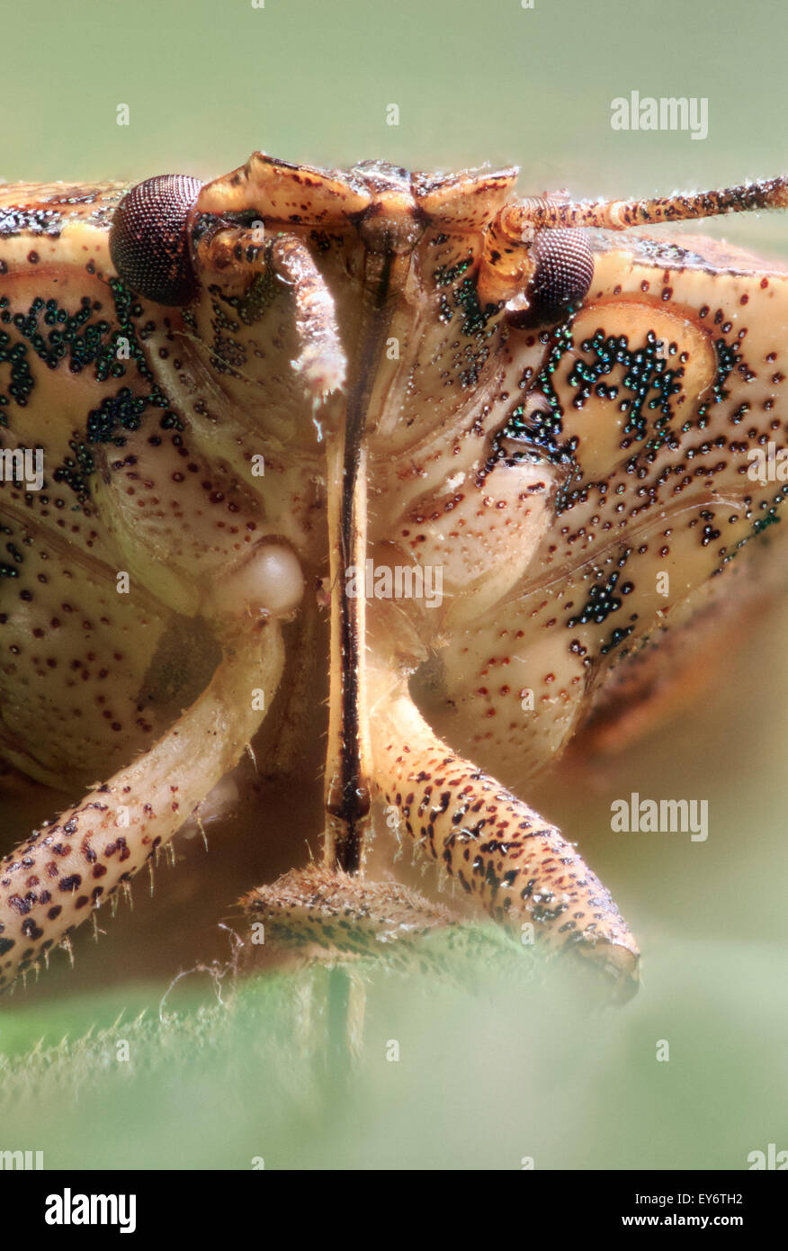 (Halyomorpha halys) Brown Marmorated Stink Bug closeup Stock Photo - Alamy