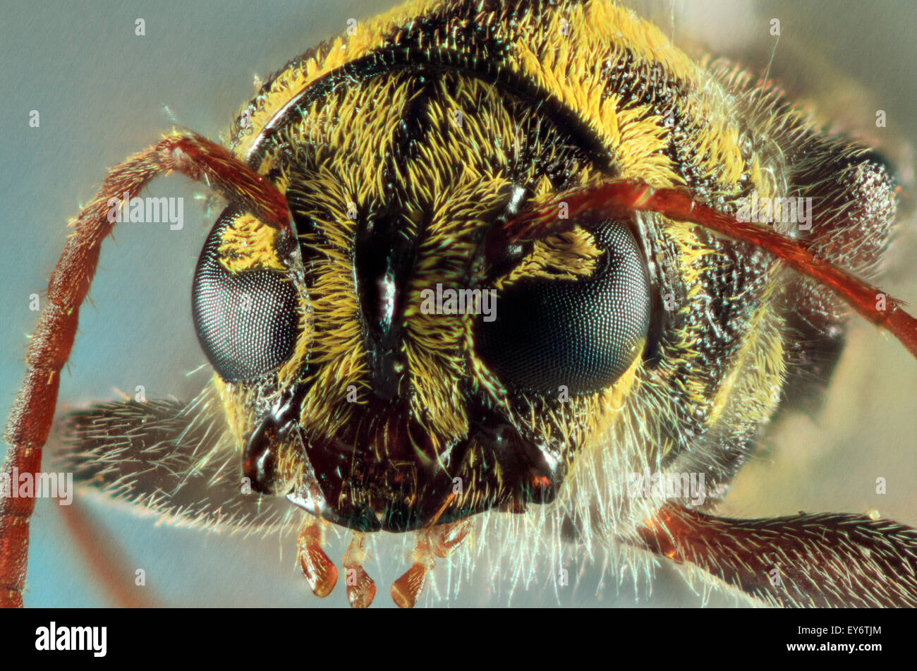 Wasp head hi-res stock photography and images - Alamy