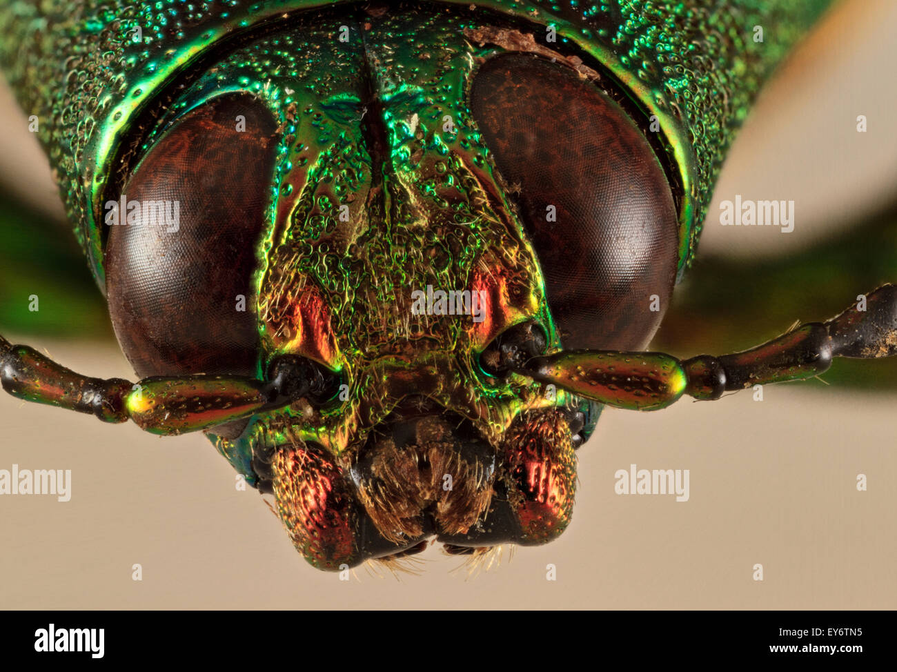 Beetle head close-up Stock Photo - Alamy