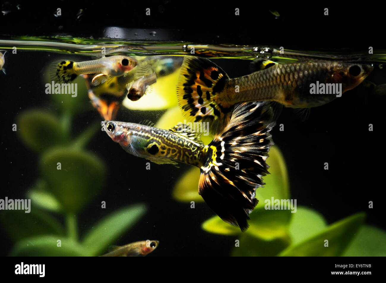 Guppy Multi Colored Fish Stock Photo - Alamy