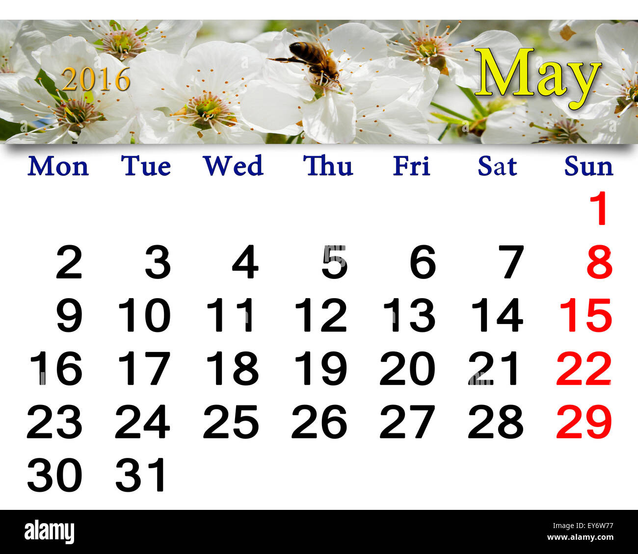calendar for May 2016 with white blooming cherry Stock Photo - Alamy