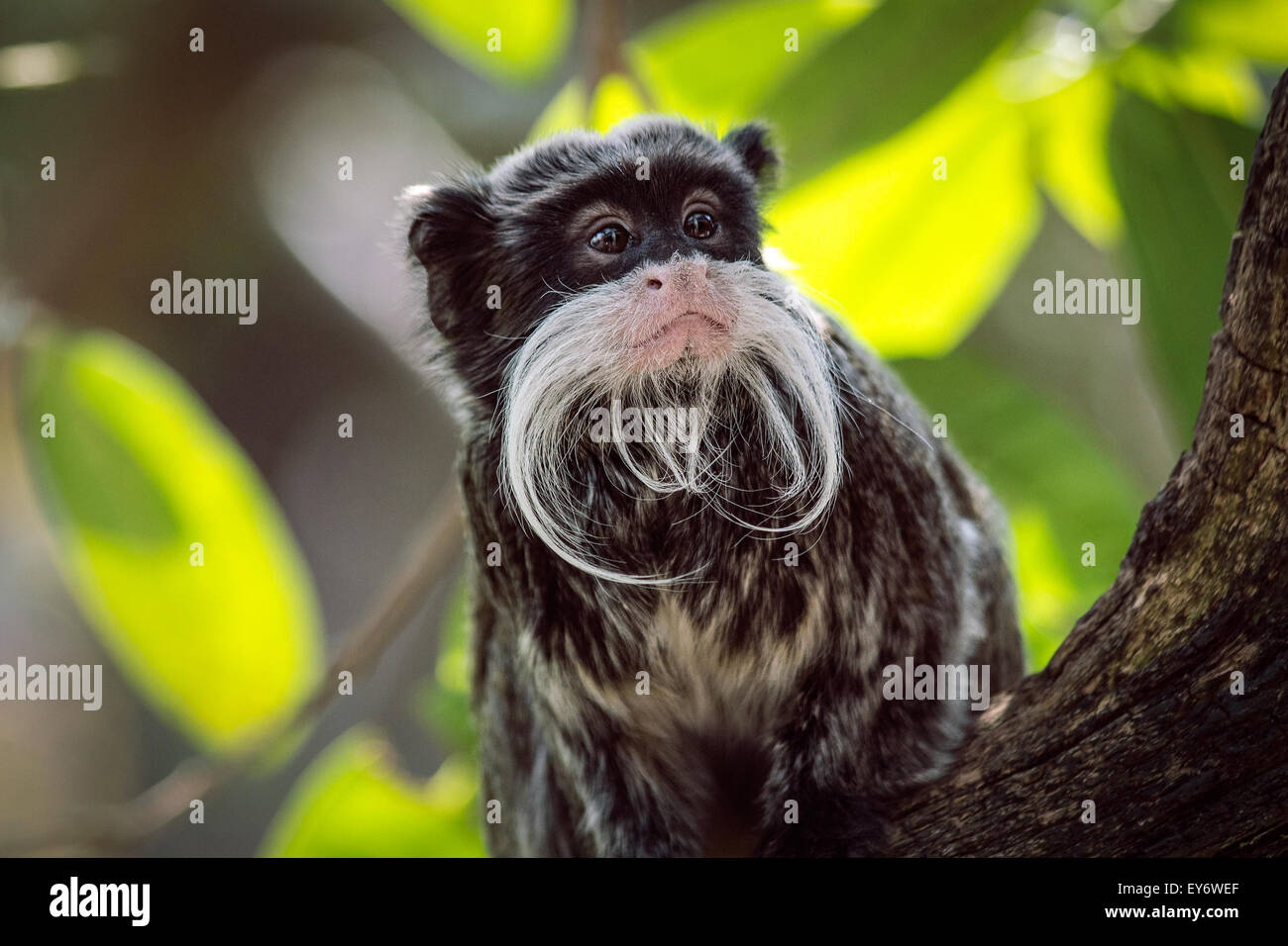 Emperor Tamarin looking sat in tree amongst leaves Stock Photo - Alamy