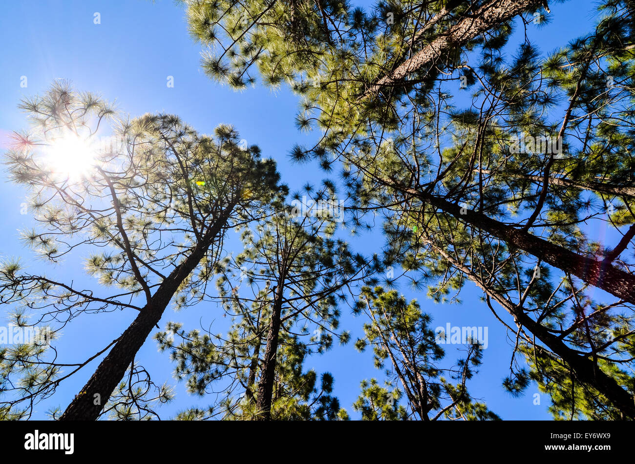 Very High Pine Wood Forest Stock Photo - Alamy