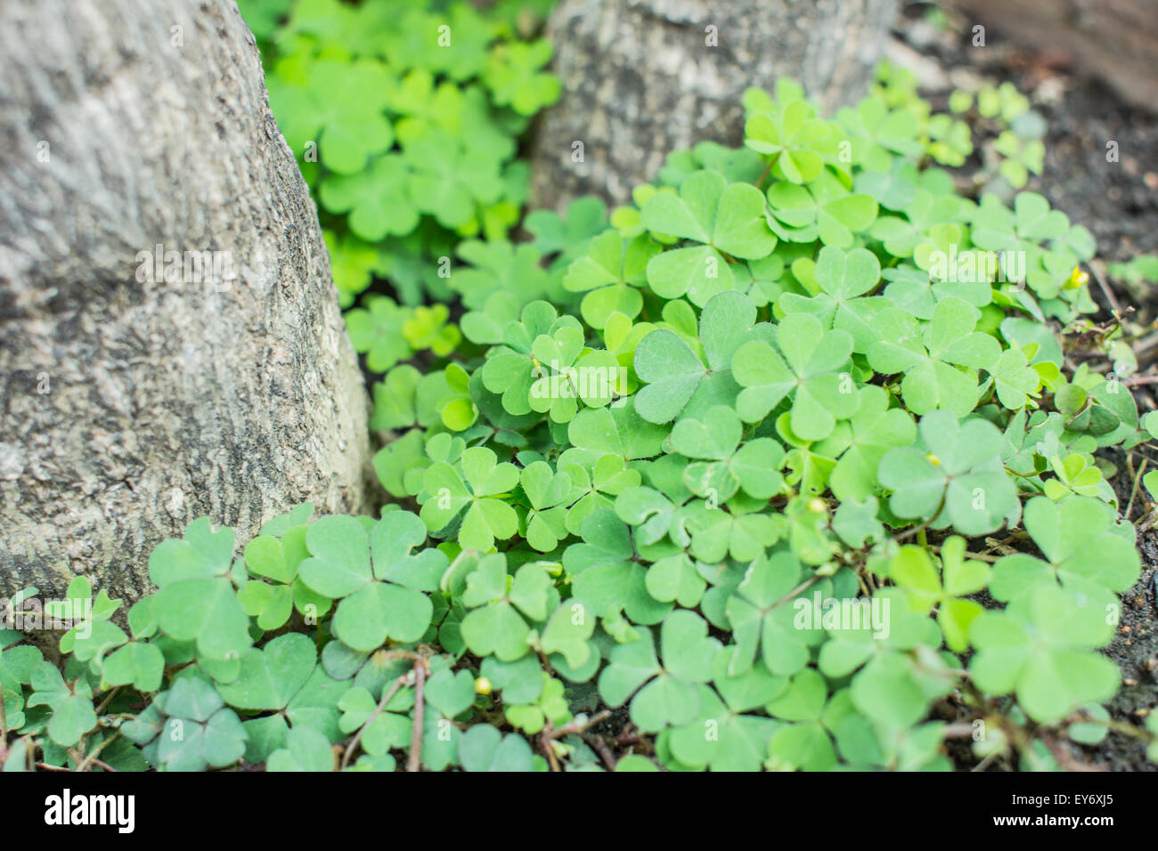 Three leaf clovers Stock Photo - Alamy