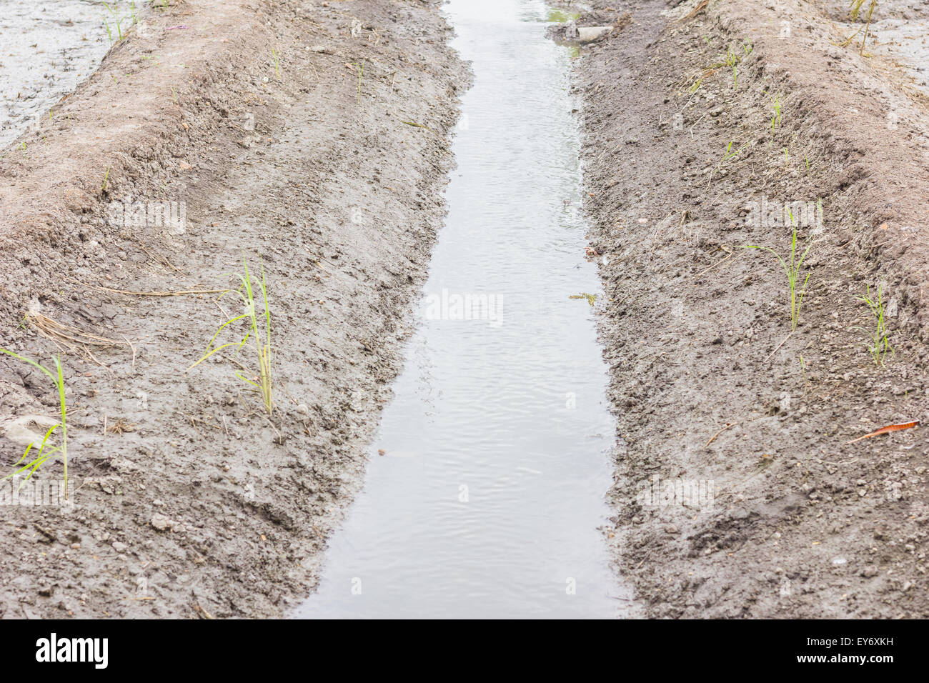 Rice are growing and watercourse reasserted Stock Photo - Alamy