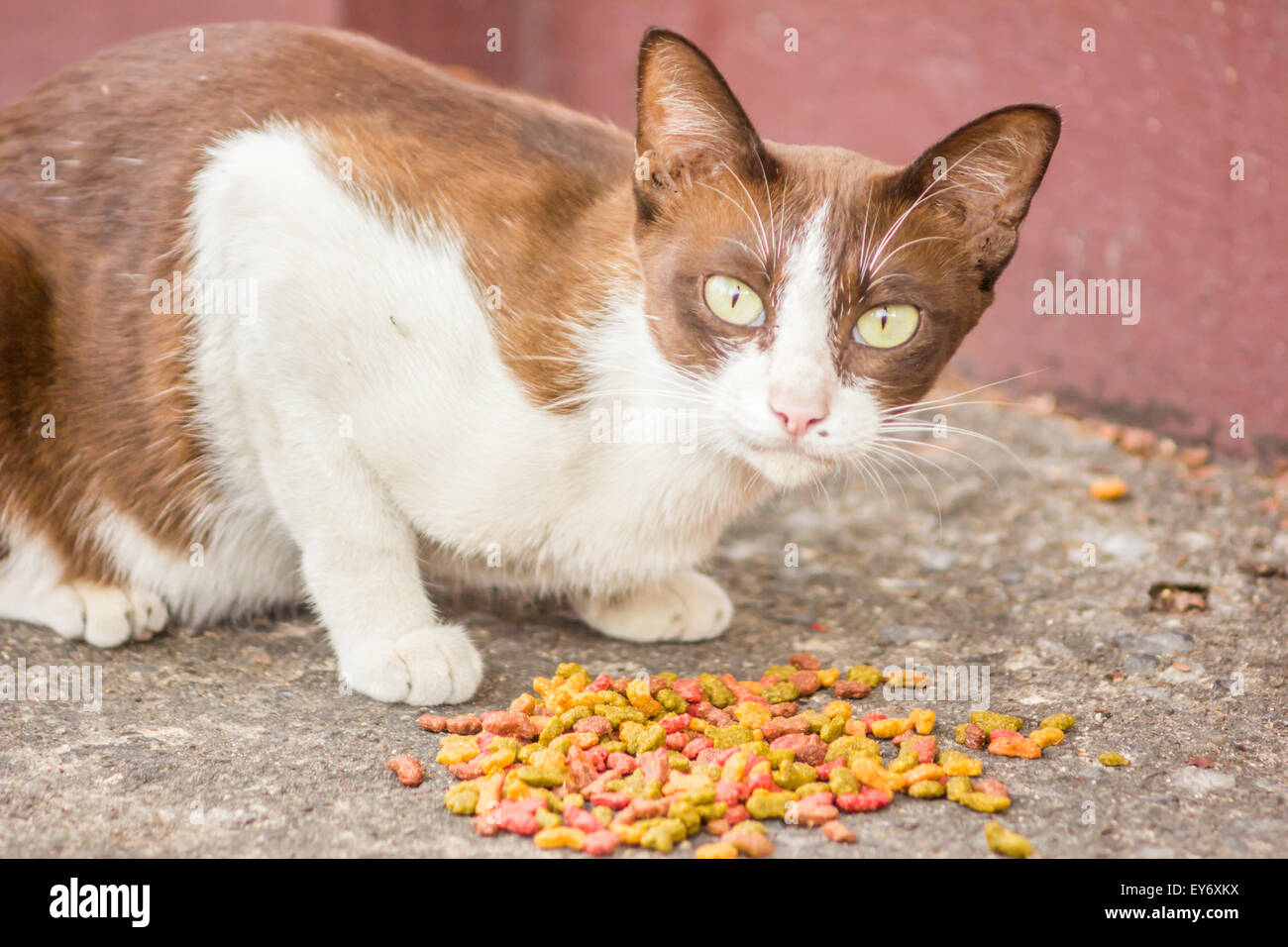 Large cat eating hi-res stock photography and images - Alamy