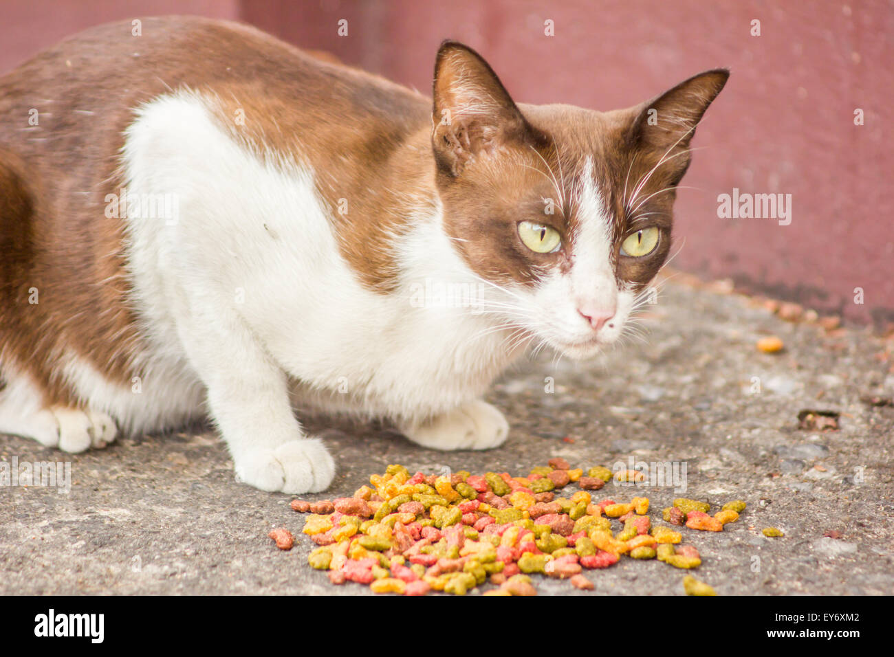 Grey cat eating hi-res stock photography and images - Alamy
