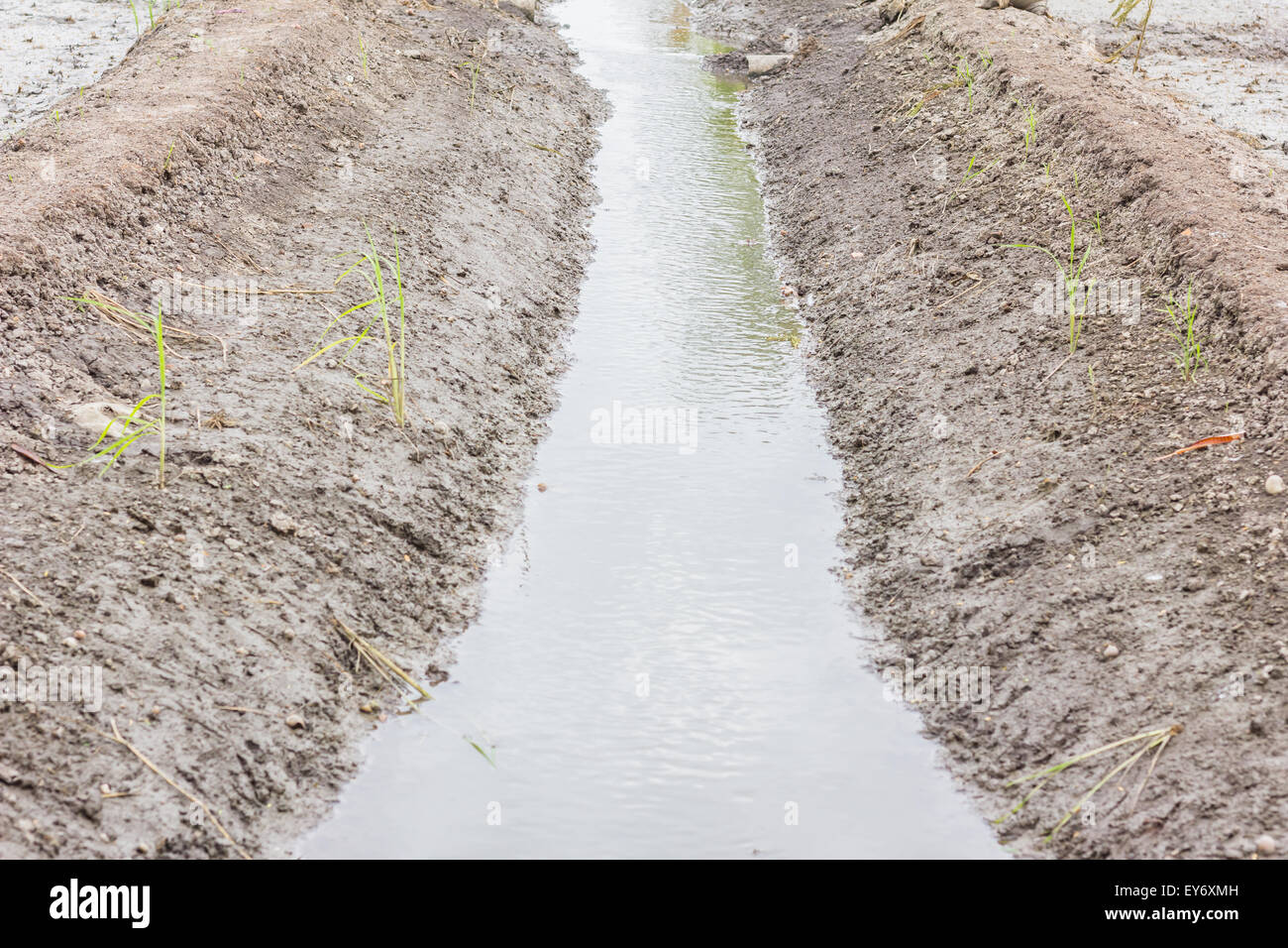 Rice are growing and watercourse reasserted Stock Photo - Alamy