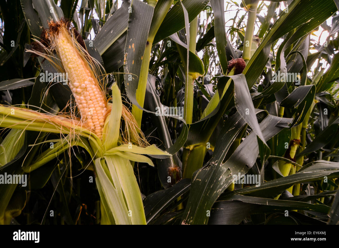 Growing Green Corn Field Stock Photo - Alamy