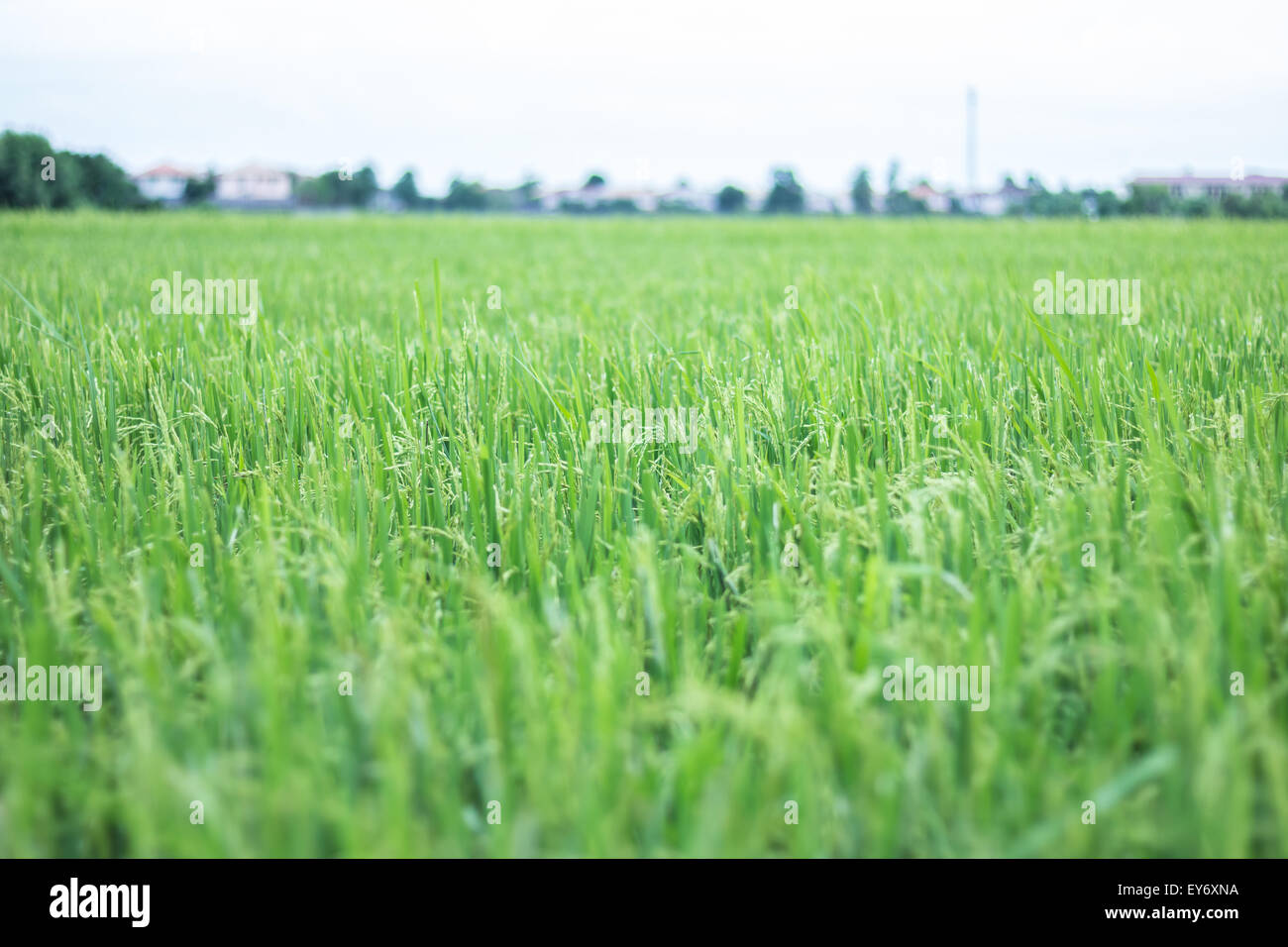 The beautiful landscape of rice fields in Thailand Stock Photo - Alamy