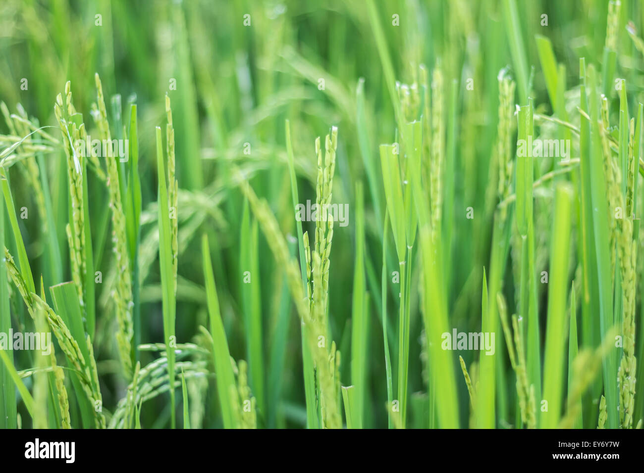 The beautiful landscape of rice fields in Thailand Stock Photo - Alamy