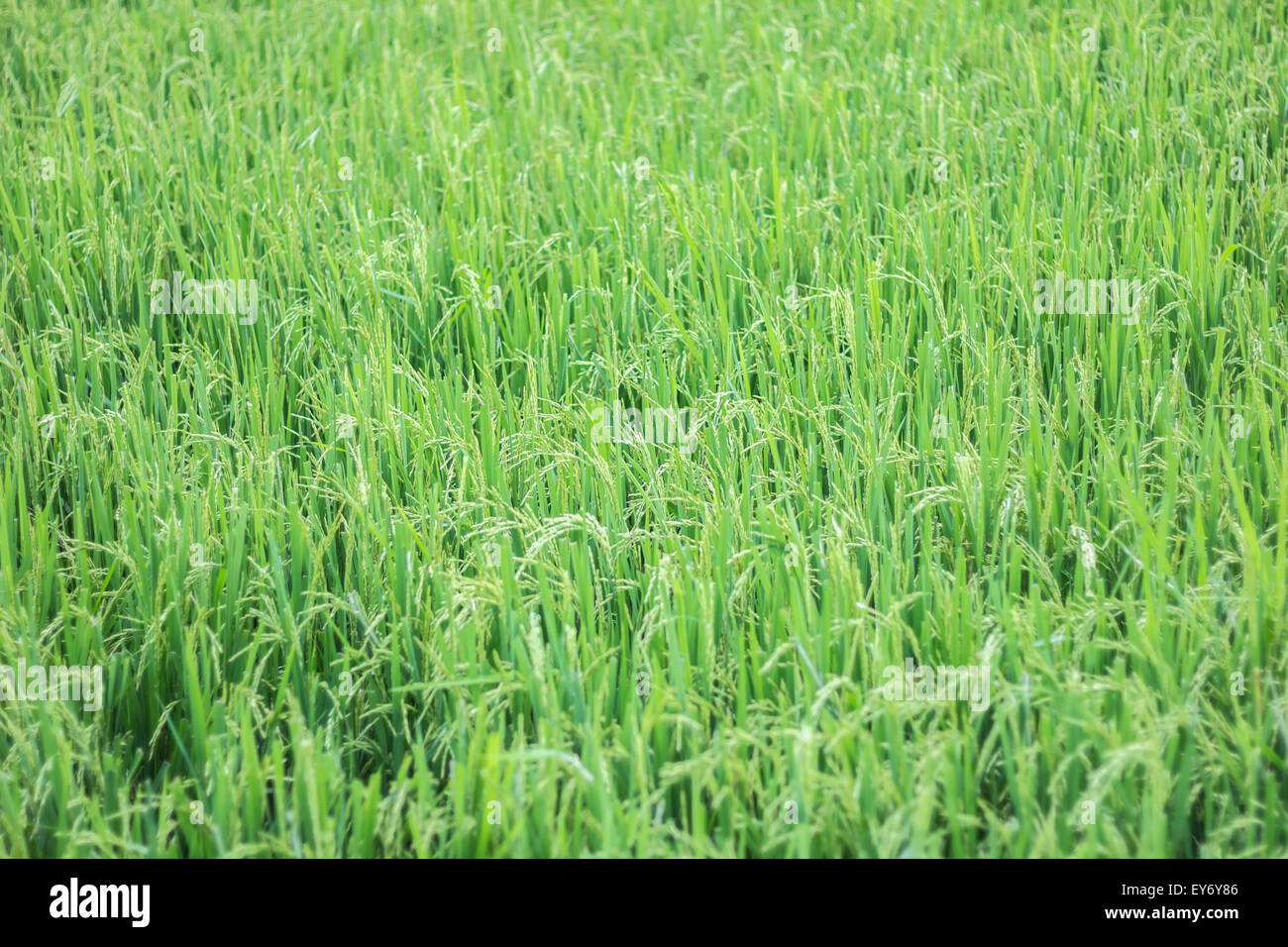 The beautiful landscape of rice fields in Thailand Stock Photo - Alamy