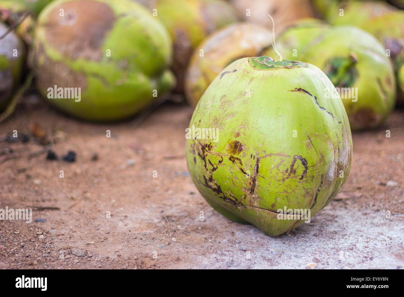 Group of green coconuts Stock Photo - Alamy