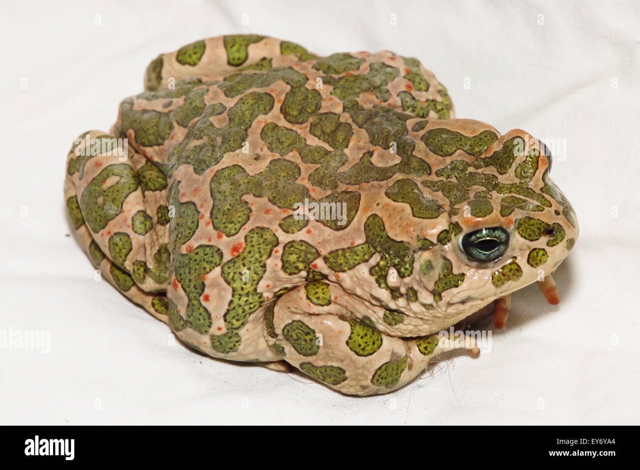 Common European Toad Stock Photo - Alamy