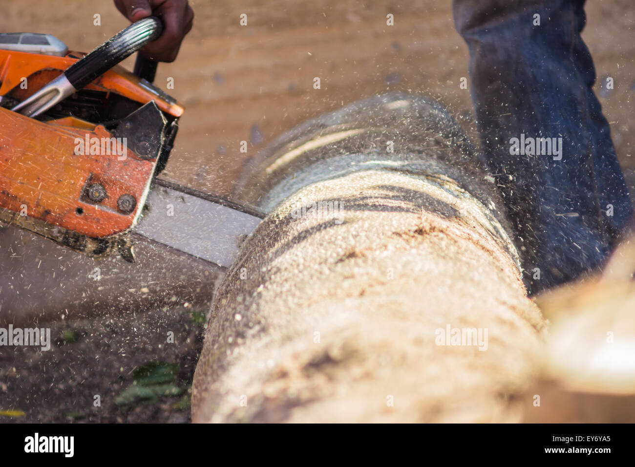 Logger cutting wood with chainsaw to make firewood Stock Photo - Alamy