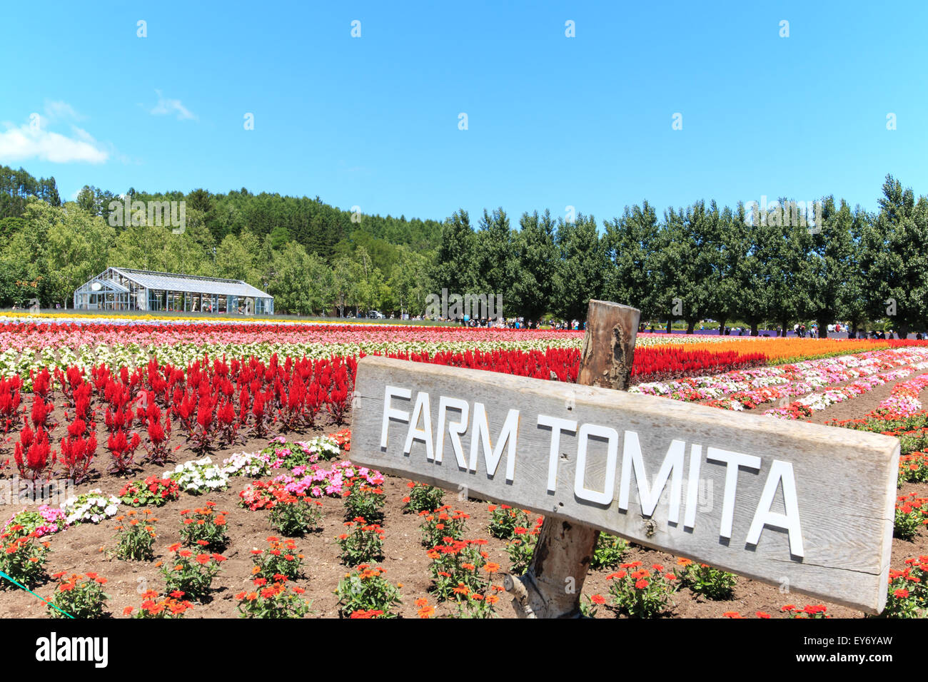 Furano, Japan - July 8,2015: flowers of the Tomita farm in Hokkaido ...