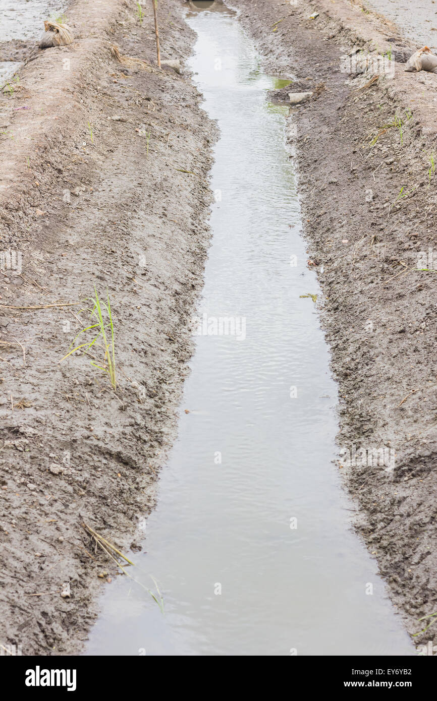 Rice are growing and watercourse reasserted Stock Photo - Alamy