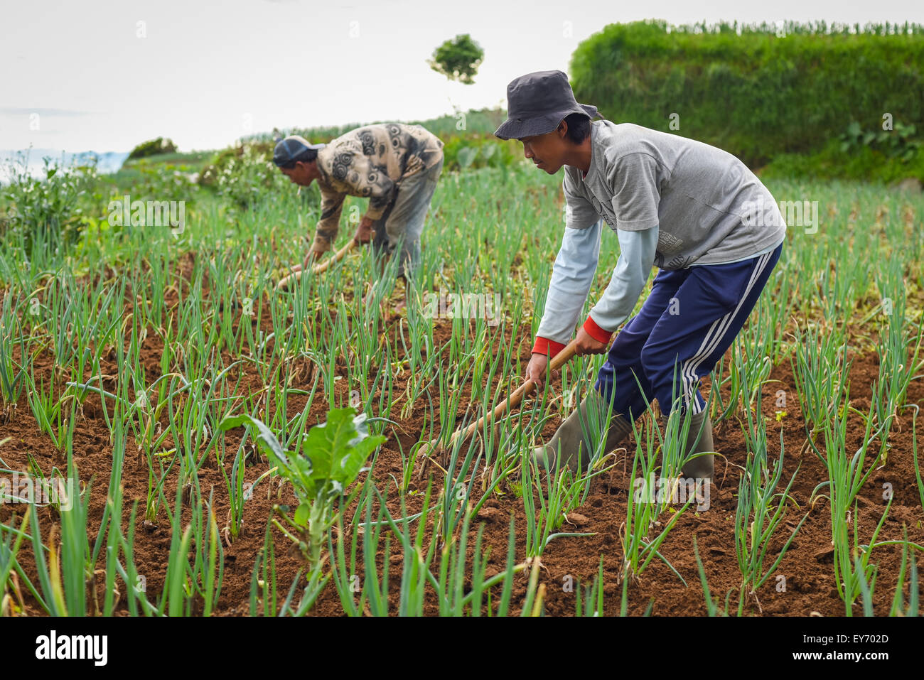 Male farmers field hi-res stock photography and images - Alamy
