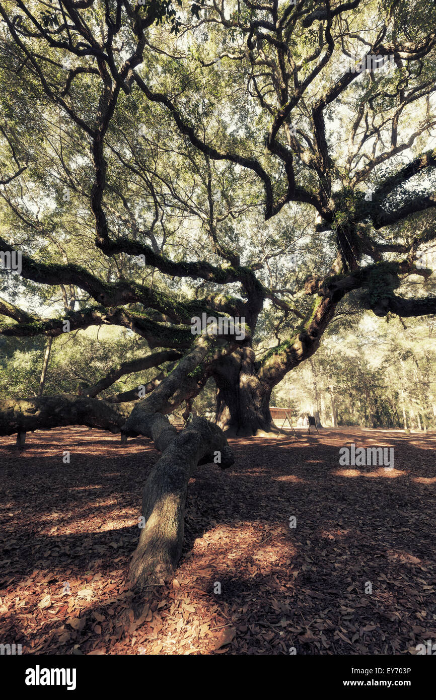 Angel Oak Tree, Charleston, South Carolina, USA Stock Photo - Alamy