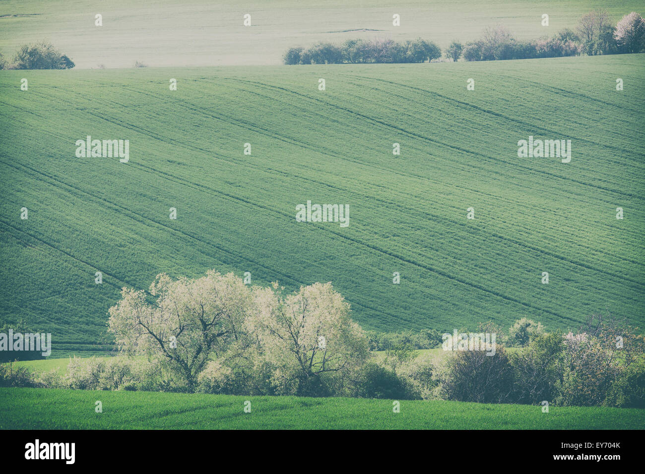 Retro style photo of rolling hills and green grass fields Stock Photo ...