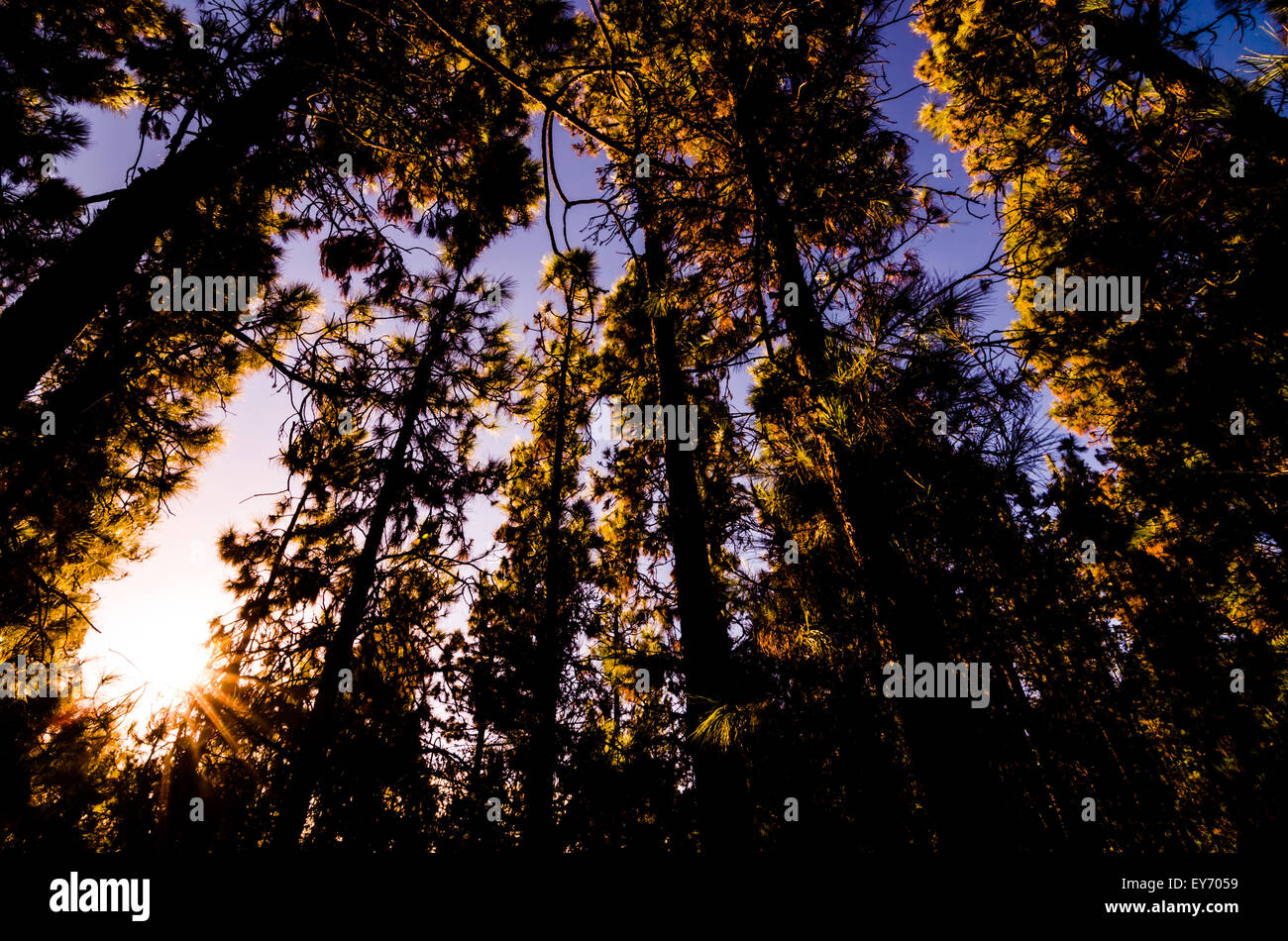 Morning Scene in the Forest Stock Photo - Alamy