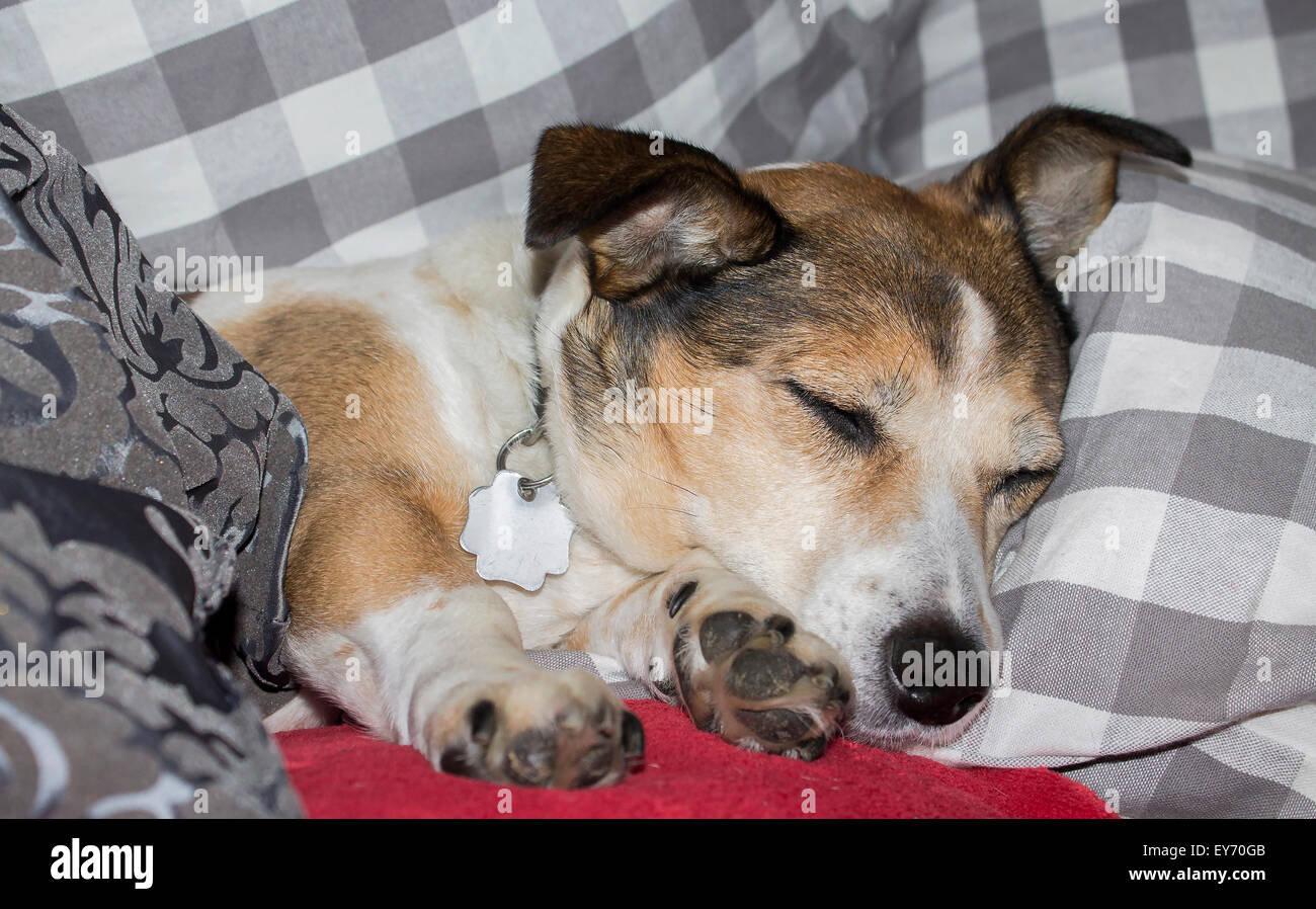 Cute sleeping dog Stock Photo - Alamy